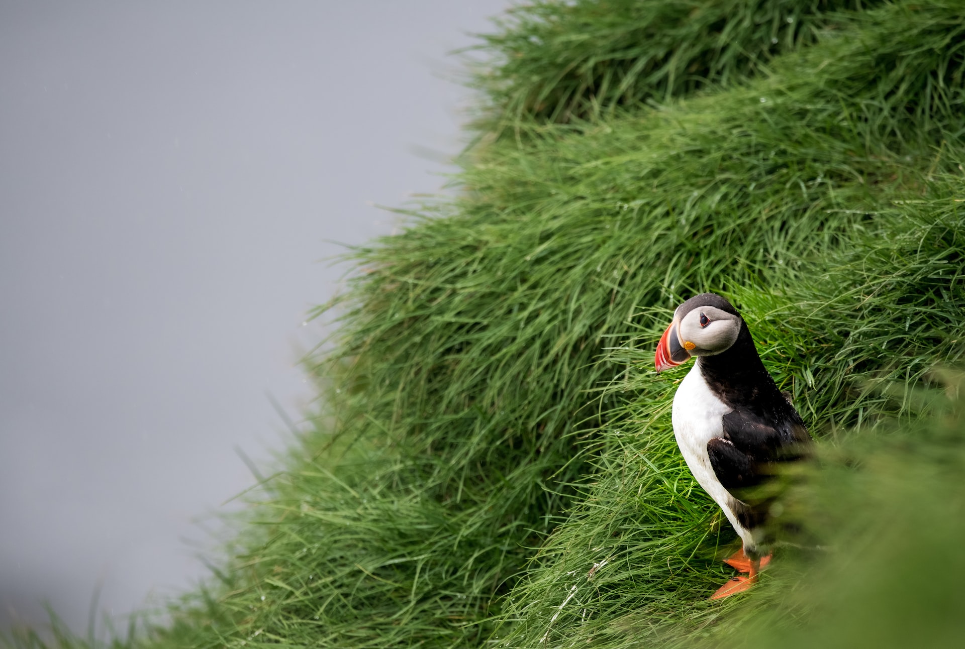 5 Must-Visit Locations for Puffin Sightings in Iceland